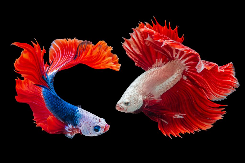 Do Fish Sleep? Understanding Aquatic Rest and Behavior - Xpresstime